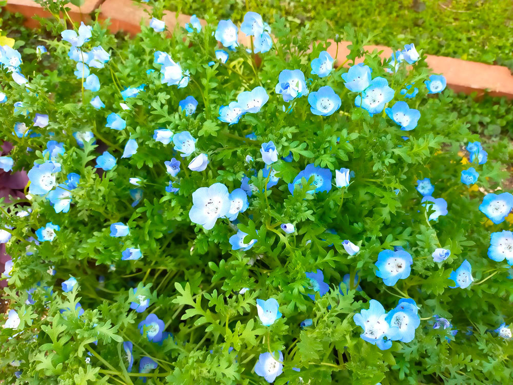 4月の庭: 花tani＊ガーデン