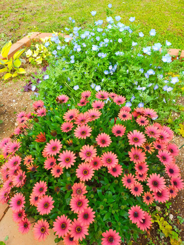 4月の庭: 花tani＊ガーデン