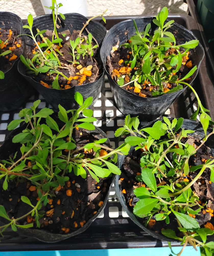 クラピアの庭づくり: 花tani＊ガーデン